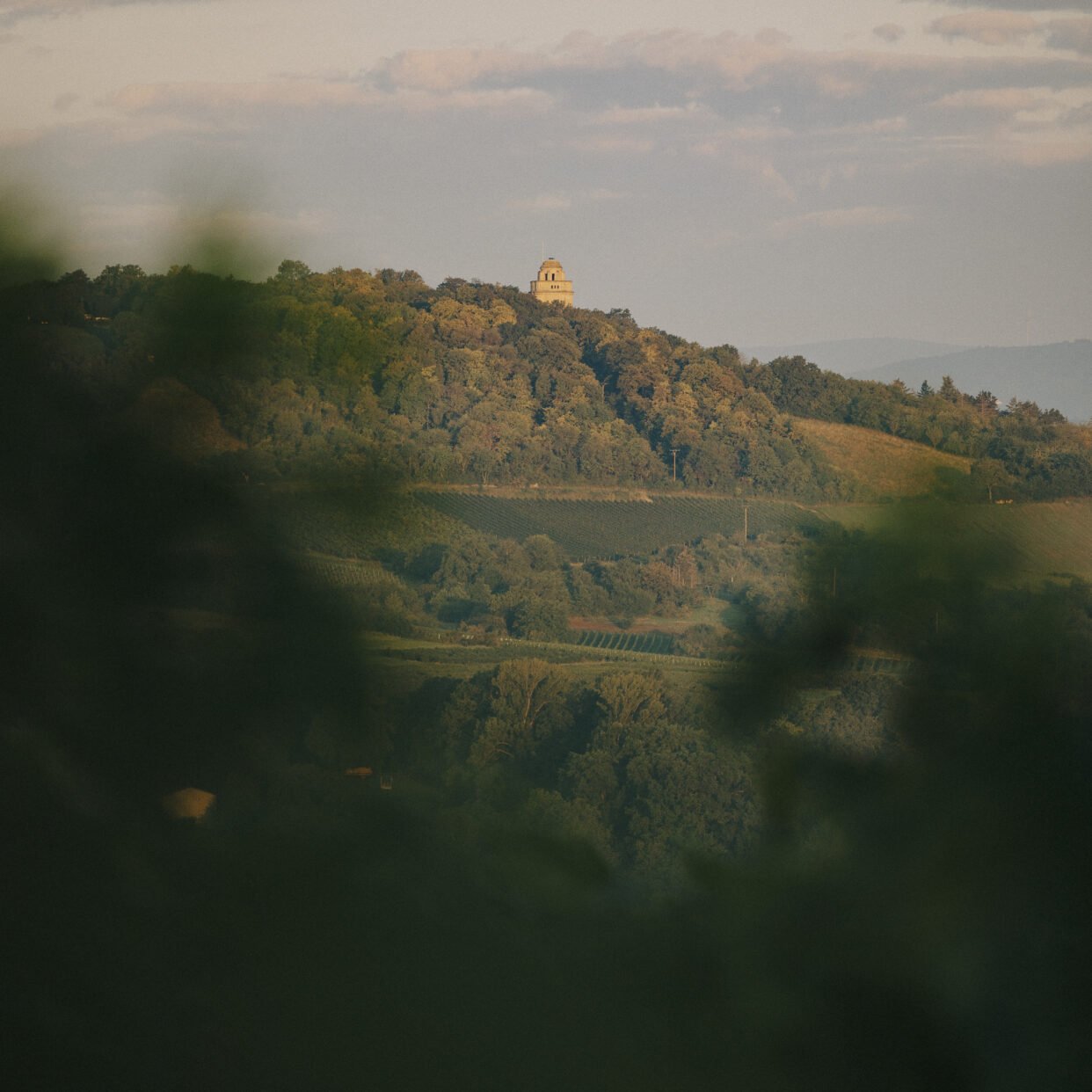 Neuigkeiten und Aktuelles im Weingut Wasem & Kloster Engelthal | Ingelheim